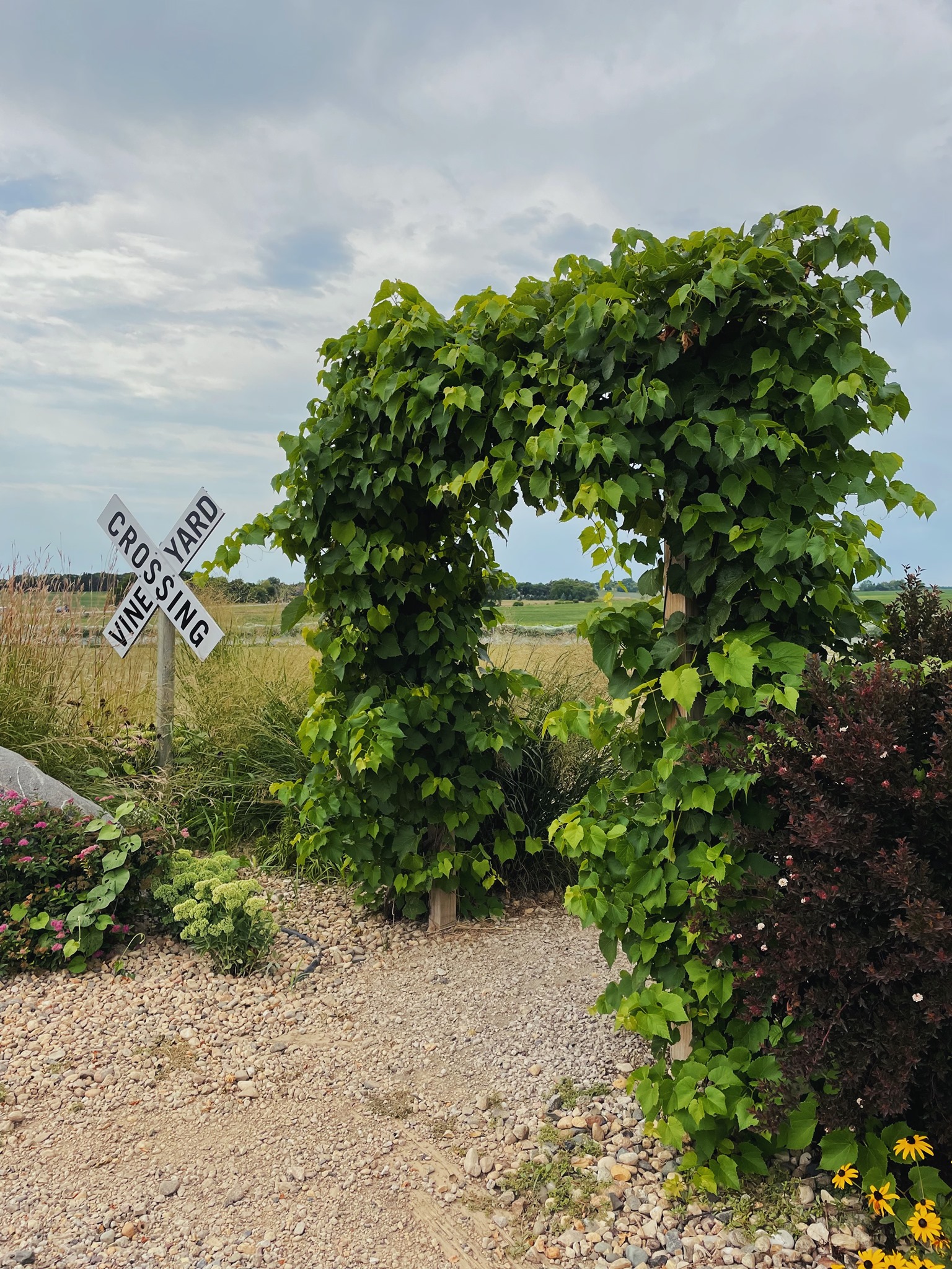 Schadé Vineyard | Photos | Gallery